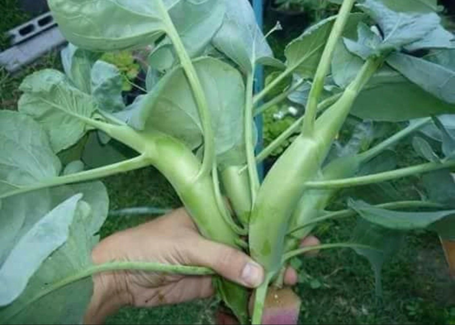 Gai Lan Jumbo Plants Seeds,chinese Kate (chinese Broccoli) Asia ...