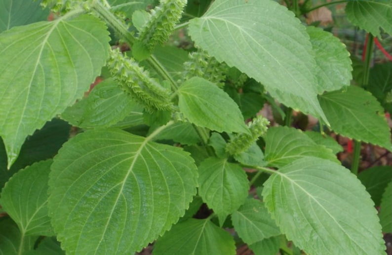 Korean Perilla Shiso Ergoma Seeds Korean Specialty Herb - Etsy
