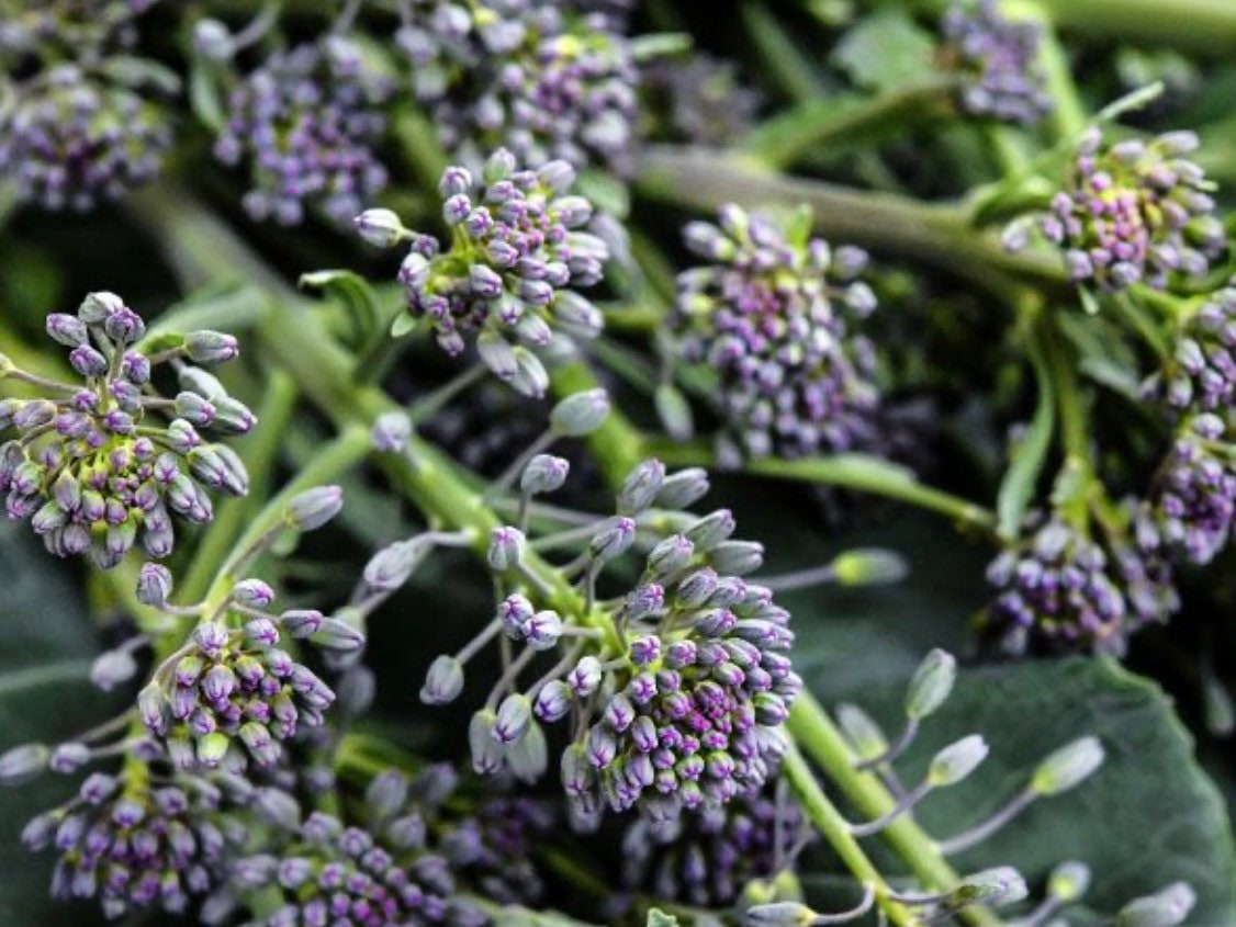 Early Purple Sprouting Broccoli Seeds - Etsy
