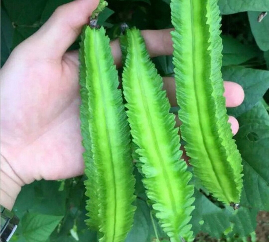 Winged Bean Seeds Asian Psophocarpus Tetragonolobus Bonsai Vegetable ...