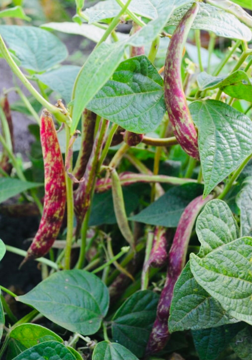 Dwarf Taylor Horticultural Bean (cranberry Bean) - Etsy