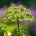 Angelica Seeds - Etsy