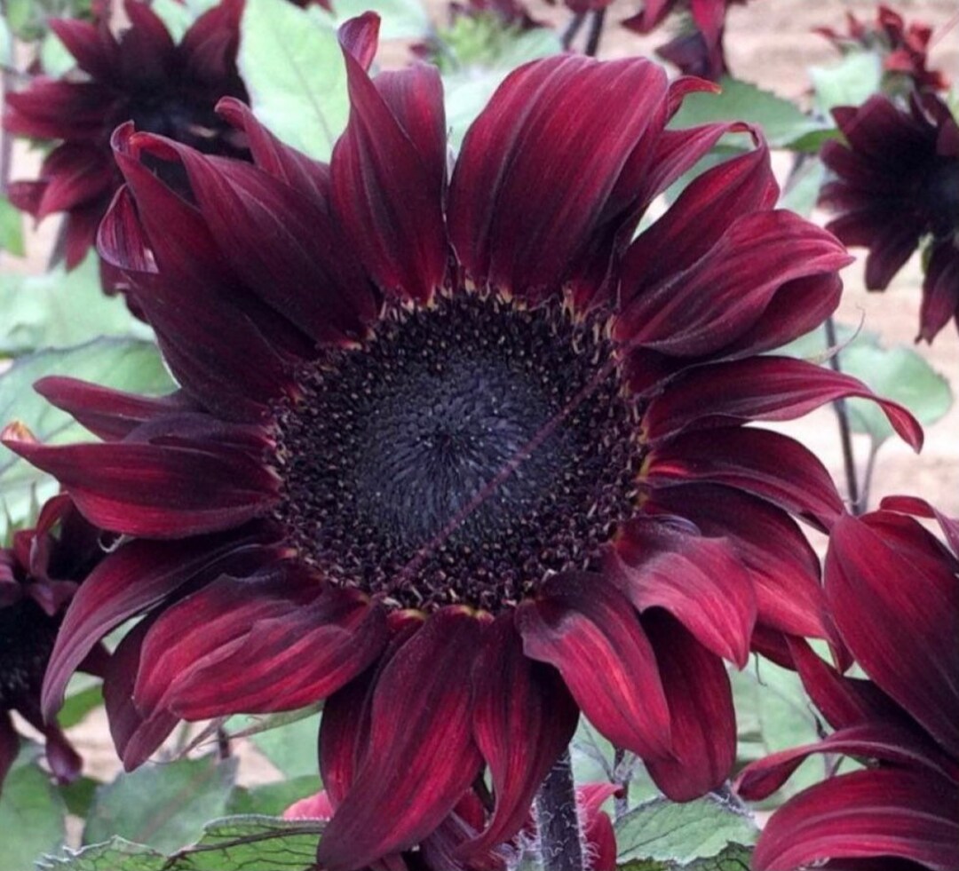 Red Wave Sunflower Seeds (15 Seeds) - Etsy