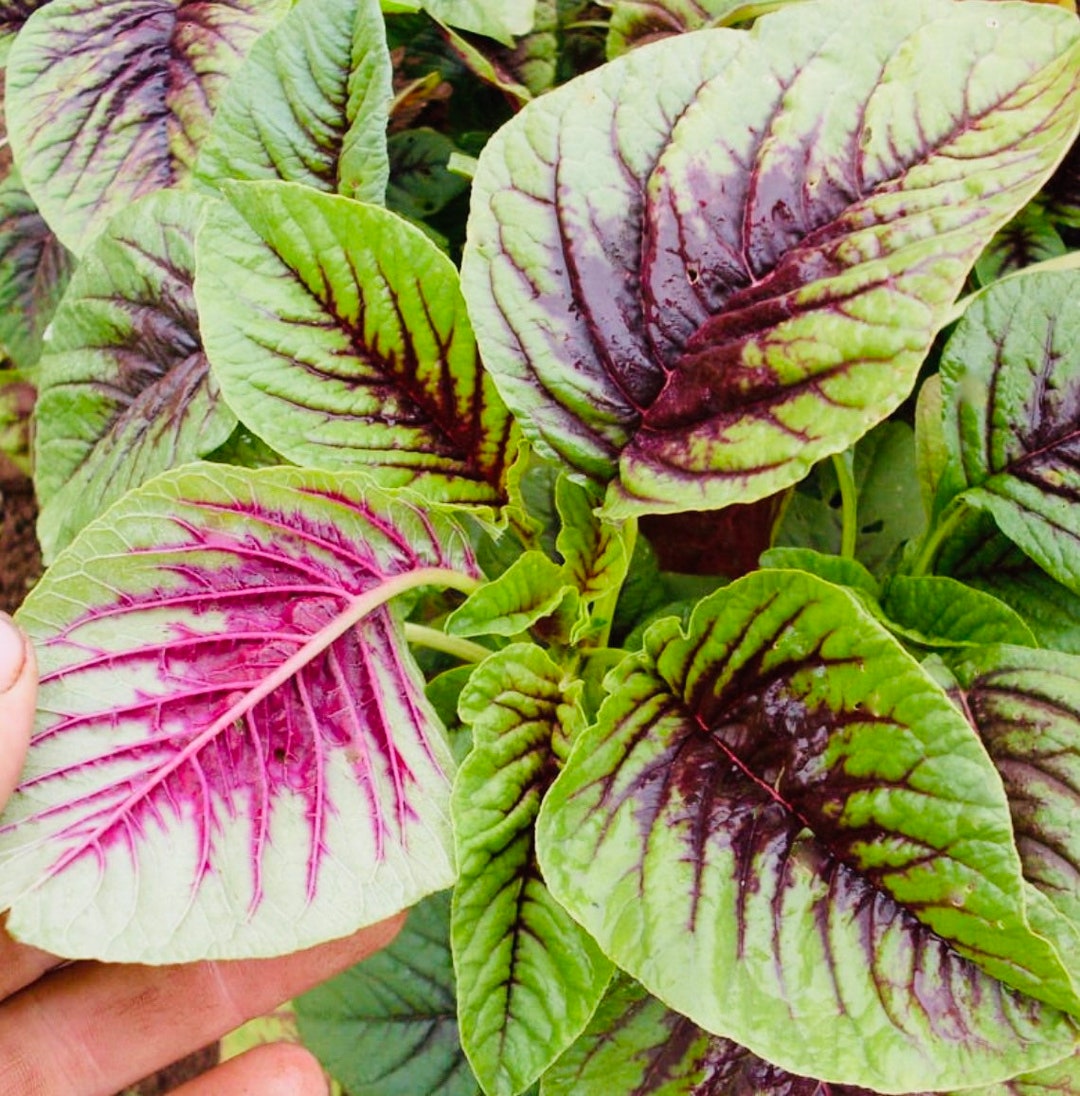 Edible Amaranth Red Leaf Seeds, Chinese Spinach - Etsy
