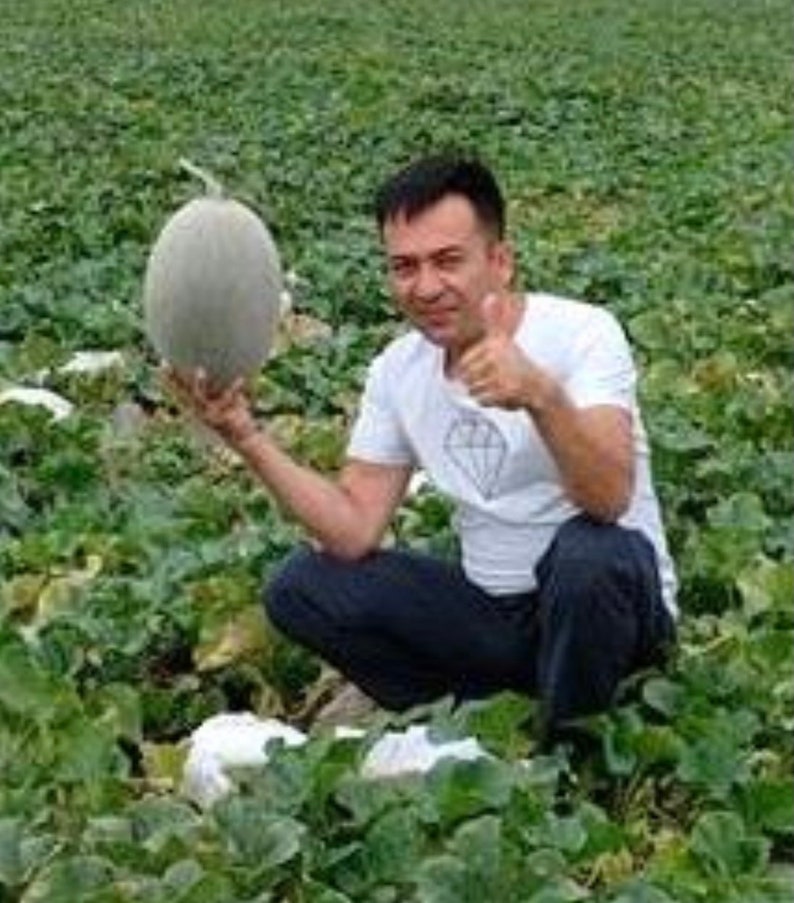Hami Chinese Melon Oriental Seeds (5 Seeds) - Etsy