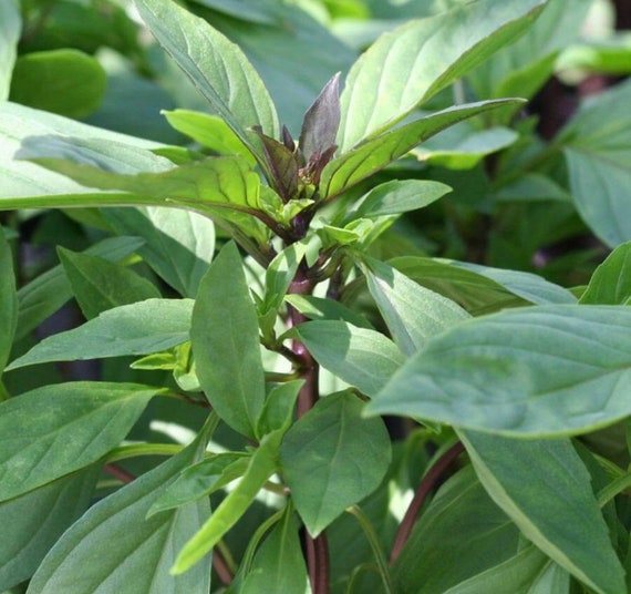 Basil Siam Queen Seeds | Etsy