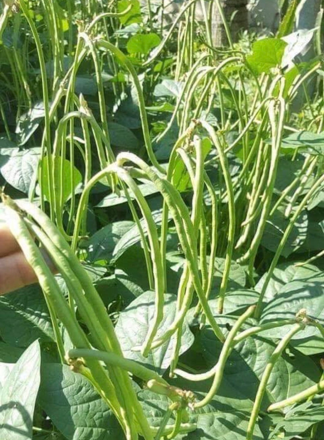 Thai Cowpea Light-green Seeds Yard Long Bean (10+ Seeds) - Etsy