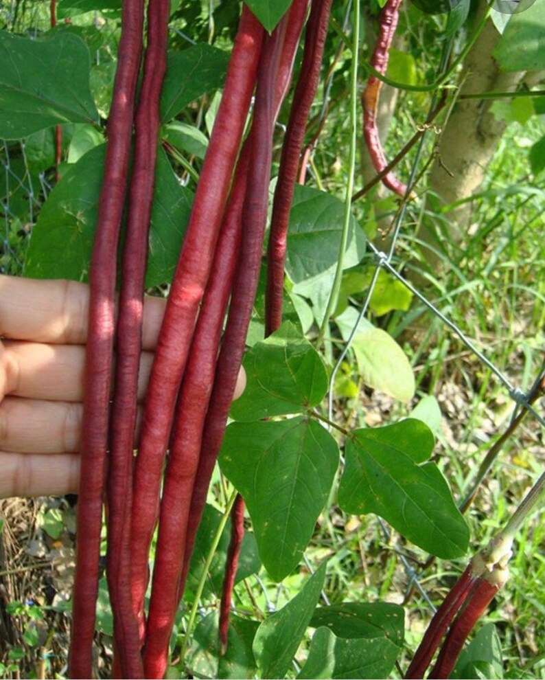 Red Noodle Yard Long Bean Seeds - Etsy