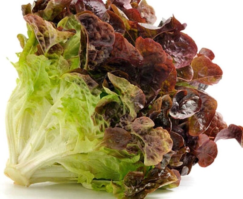 Ruby Red Leaf Lettuce Seed - Etsy