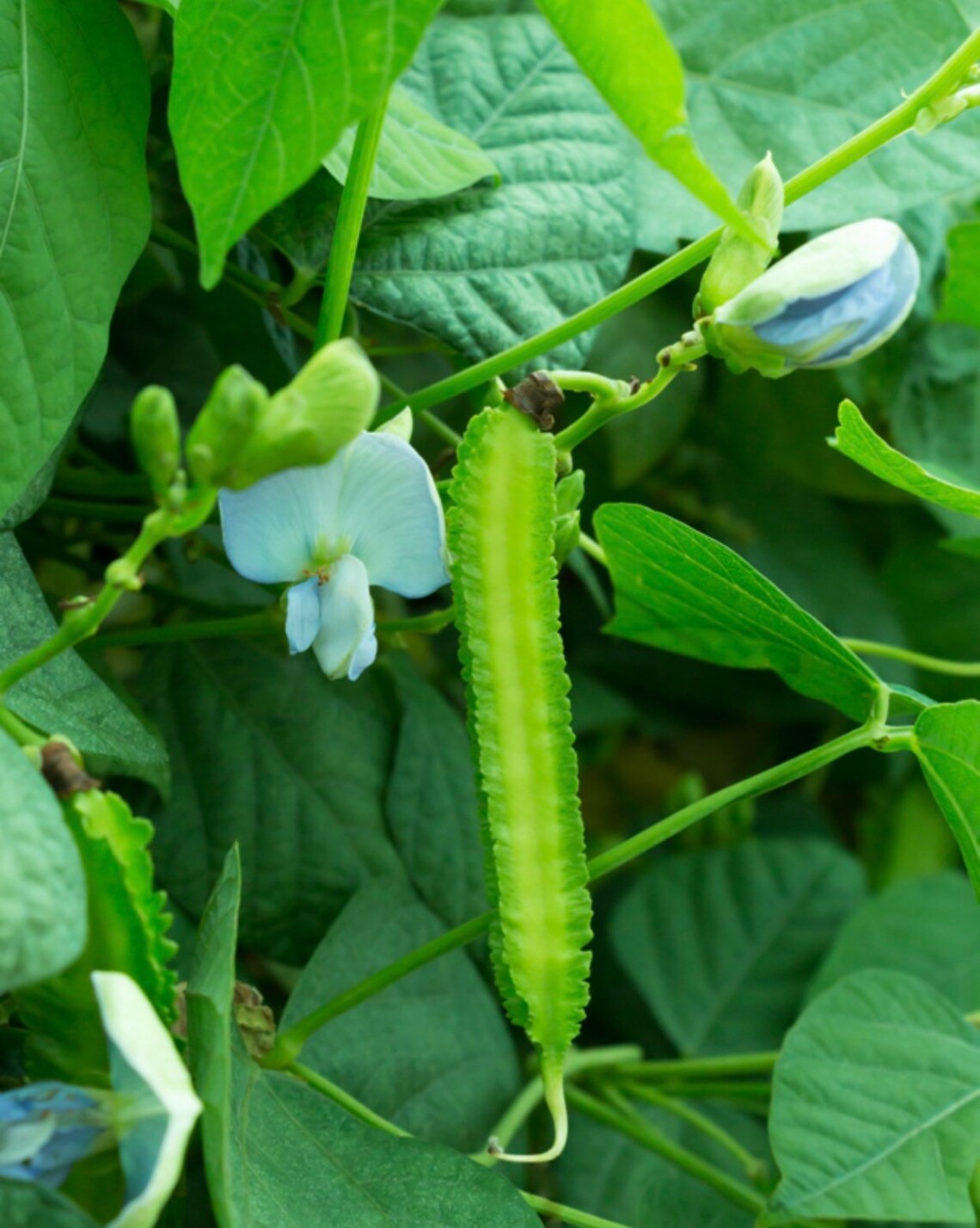 Winged Bean Seeds Asian Psophocarpus Tetragonolobus Bonsai Vegetable ...