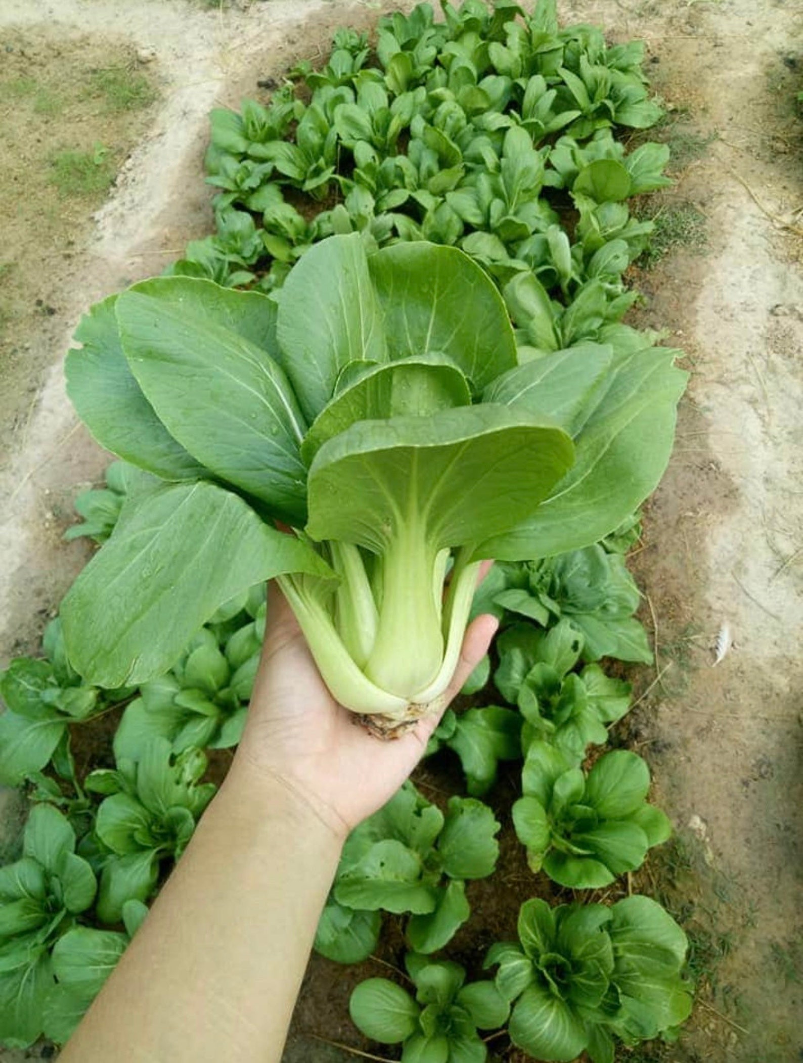 White Stem Pak Choi Seeds ,cabbage Chinese Vegetables Seeds (500+ Seeds ...