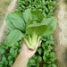 White Stem Pak Choi Seeds ,cabbage Chinese Vegetables Seeds (500+ Seeds ...