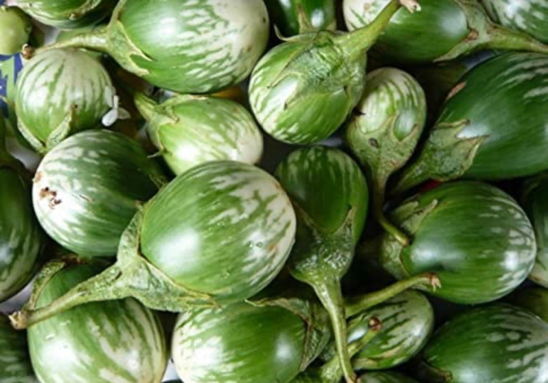 Thai Eggplant Petch Siam Seeds - Etsy