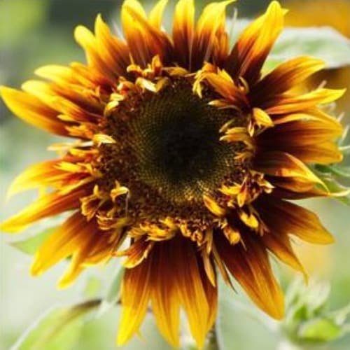 Starburst™ Panache Sunflower Seeds 15 Seeds - Etsy