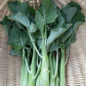 Gai Lan Seeds (chinese Broccoli) - Etsy