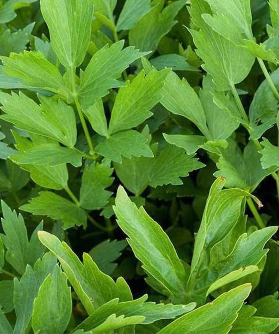 Lovage Seeds 100 Seeds - Etsy