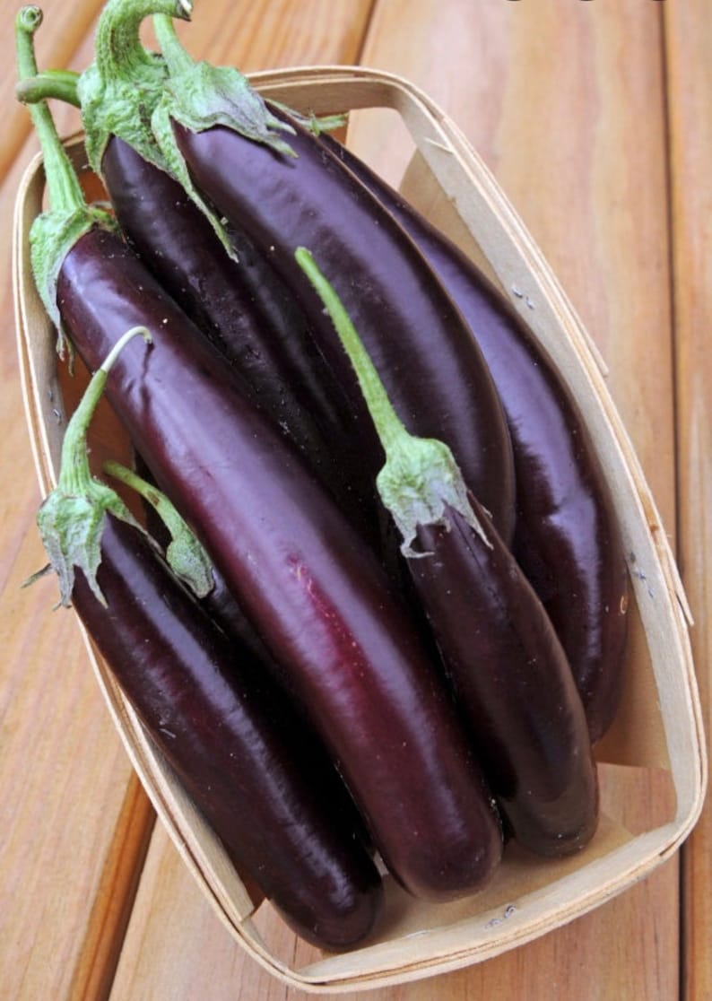 Thai Long Purple Eggplant Intranin Seeds - Etsy