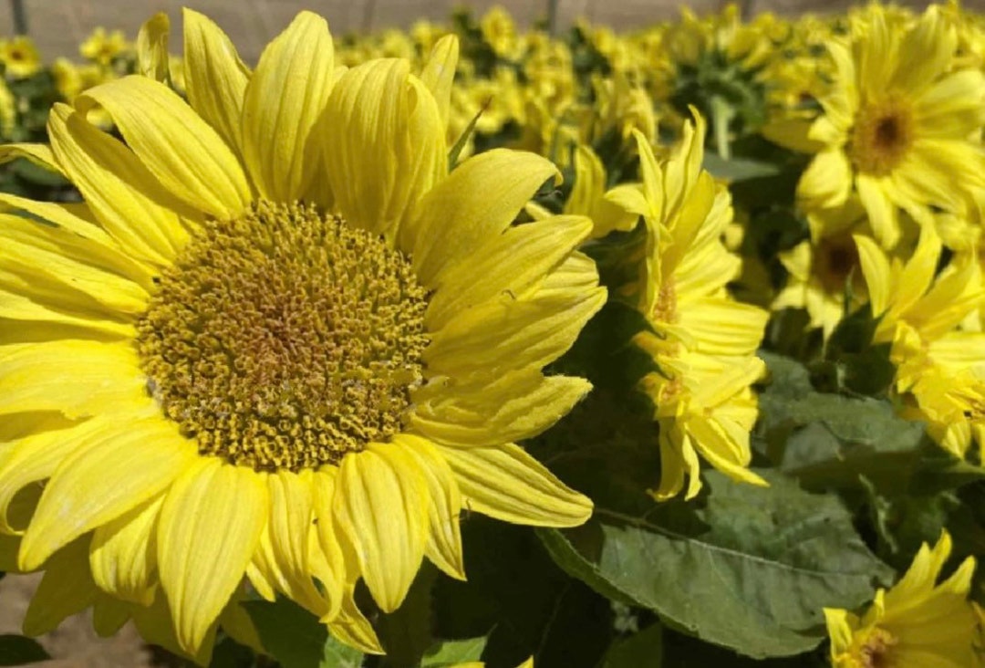 Lemon Pixie Sunflower Seeds (15 Seeds)new 2022 - Etsy