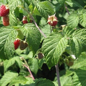AAC Eden Summer Bearing Raspberry Bare Root 2 Bare Roots - Etsy