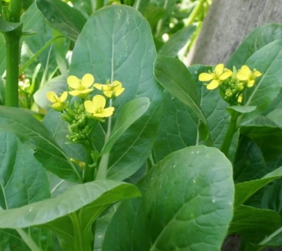Thai Green Flowering Pak Choy Seeds - Etsy