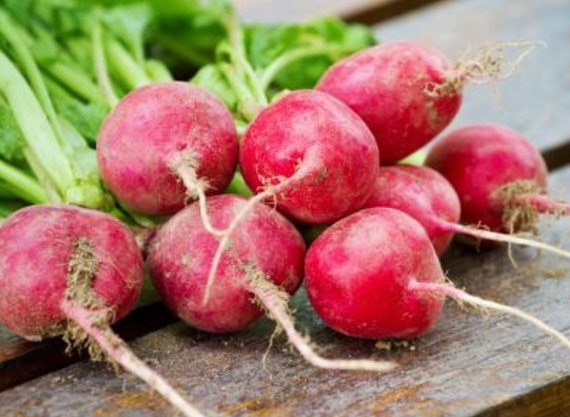 Outdoor & Gardening Pinkie Radish Seeds Ferns, Grasses & Bamboo Plants ...