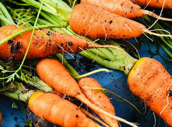 New Kuroda Carrot Seeds Japanese Carrot | Etsy
