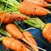 New Kuroda Carrot Seeds Japanese Carrot - Etsy