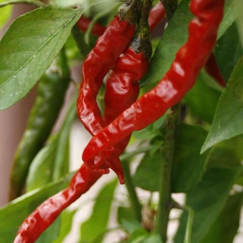 Long Red Thin Cayenne Hot Pepper Seeds - Etsy