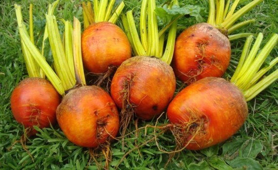Burpees Golden Beet Seeds - Etsy
