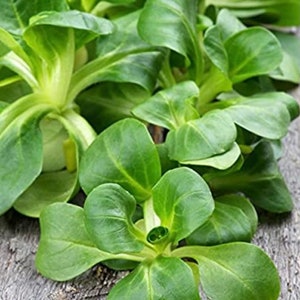 Mache Dutch Broad Corn Salad Seeds - Etsy