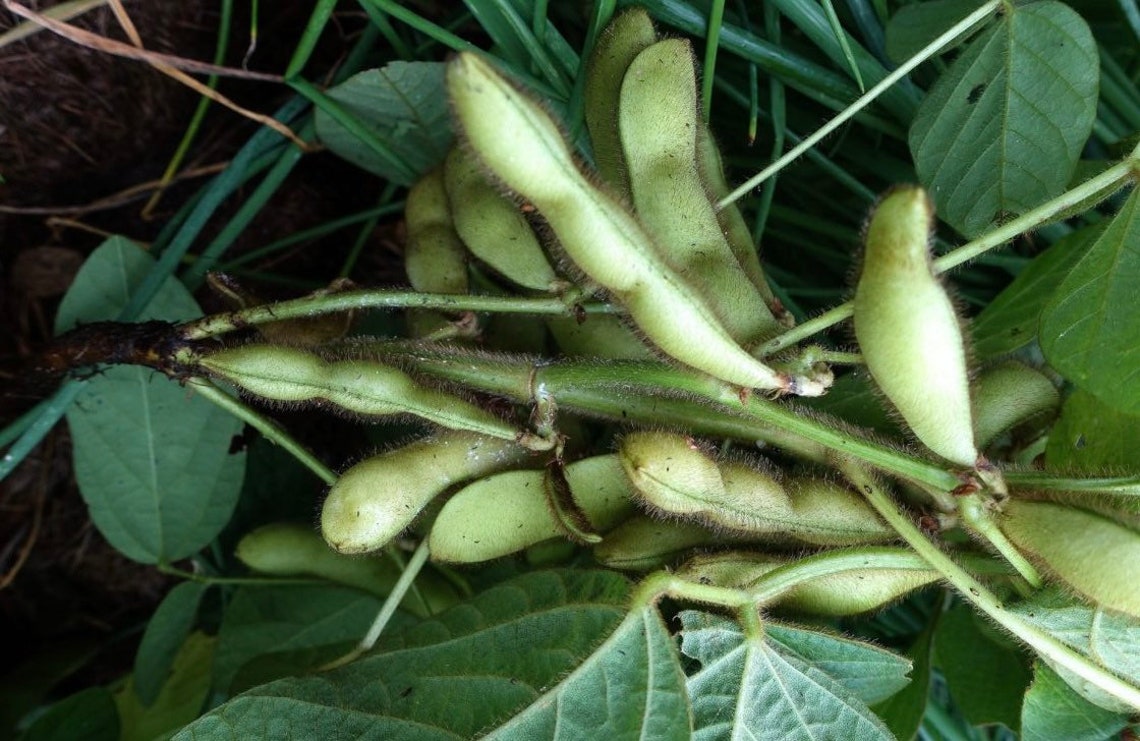 Midori Giant Soybean Seeds (grown Certified Organic) - Etsy