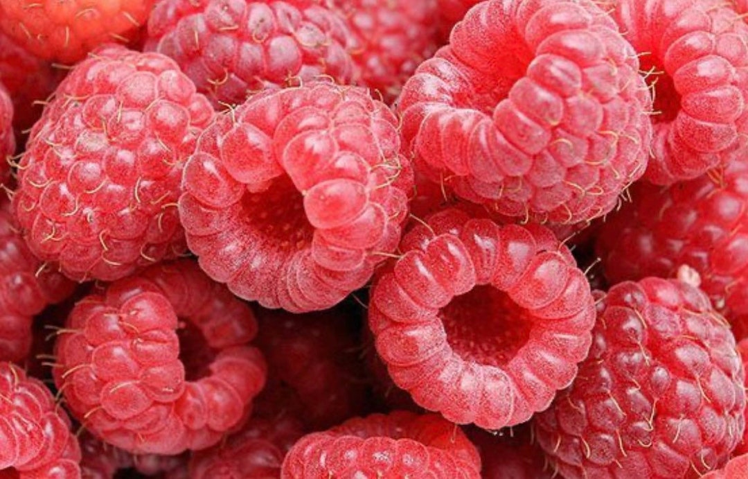 AAC Eden Summer Bearing Raspberry Bare Root 2 Bare Roots - Etsy