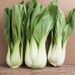 Baby Shanghai Pak Choi Seeds - Etsy