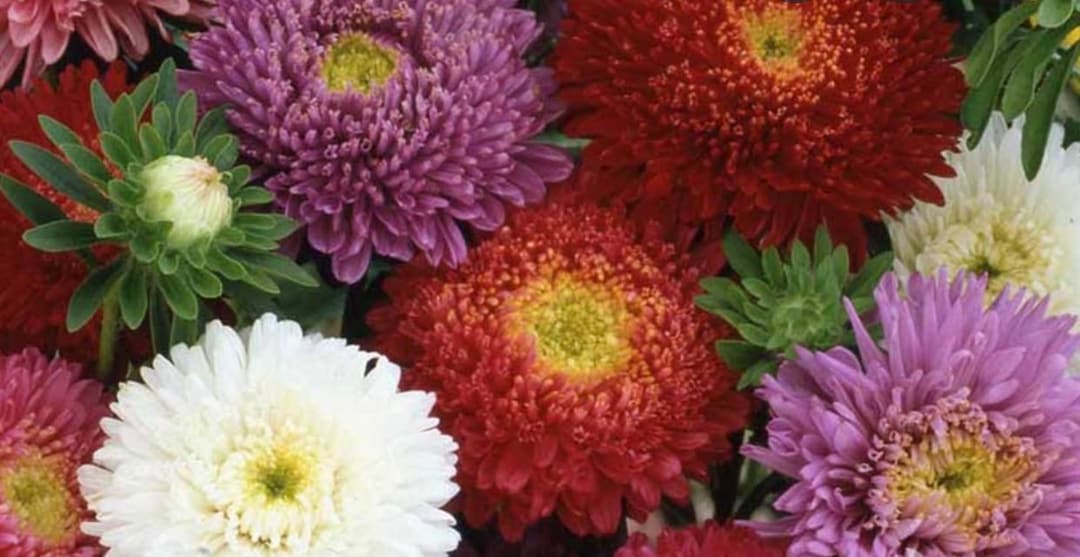 Powder Puff China Aster Mix Seeds - Etsy