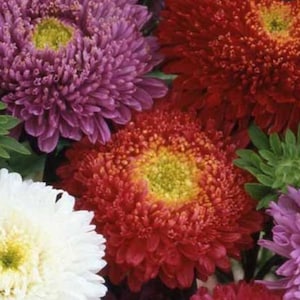 Powder Puff China Aster Mix Seeds - Etsy