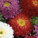 Powder Puff China Aster Mix Seeds - Etsy