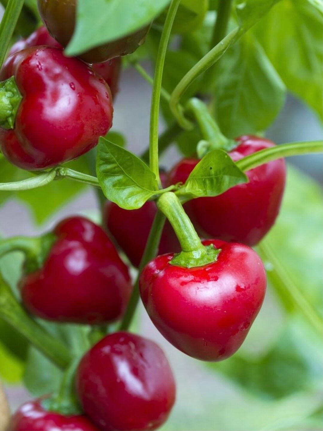 Red Cherry Sweet Pepper Seeds - Etsy