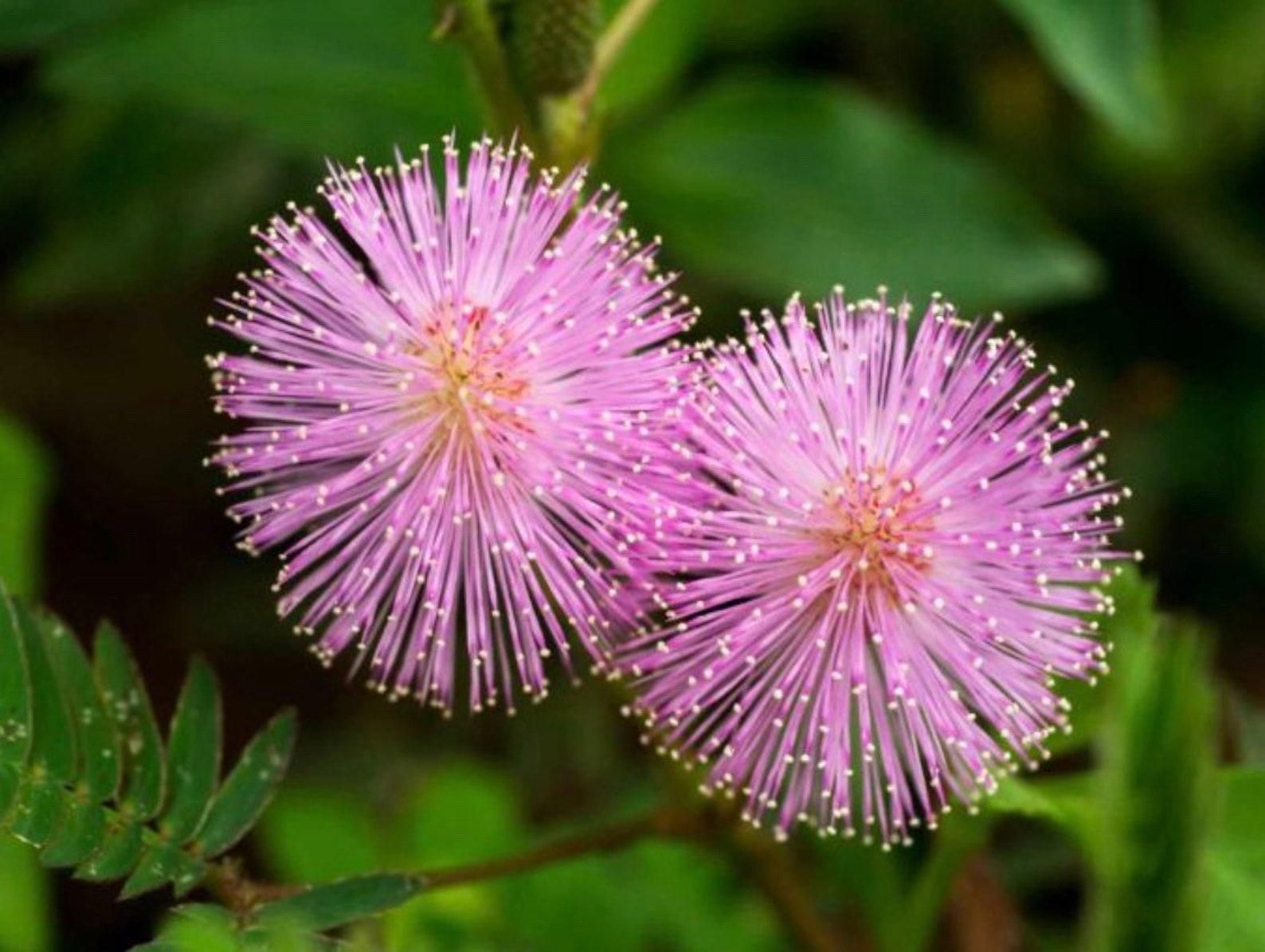 Sensitive Mimosa Pudica Seeds,sunshine Pink - Etsy