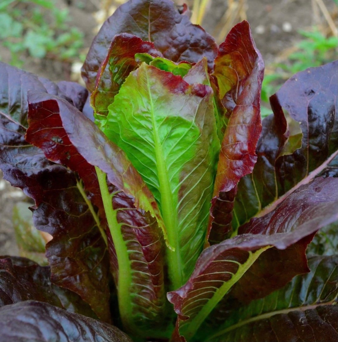 Super Red Romaine Lettuce Seeds (40 Days) - Etsy
