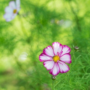 Capriola Cosmos Seeds (10+seeds) - Etsy