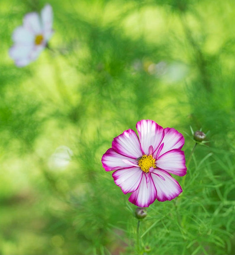 Capriola Cosmos Seeds (10+seeds) - Etsy