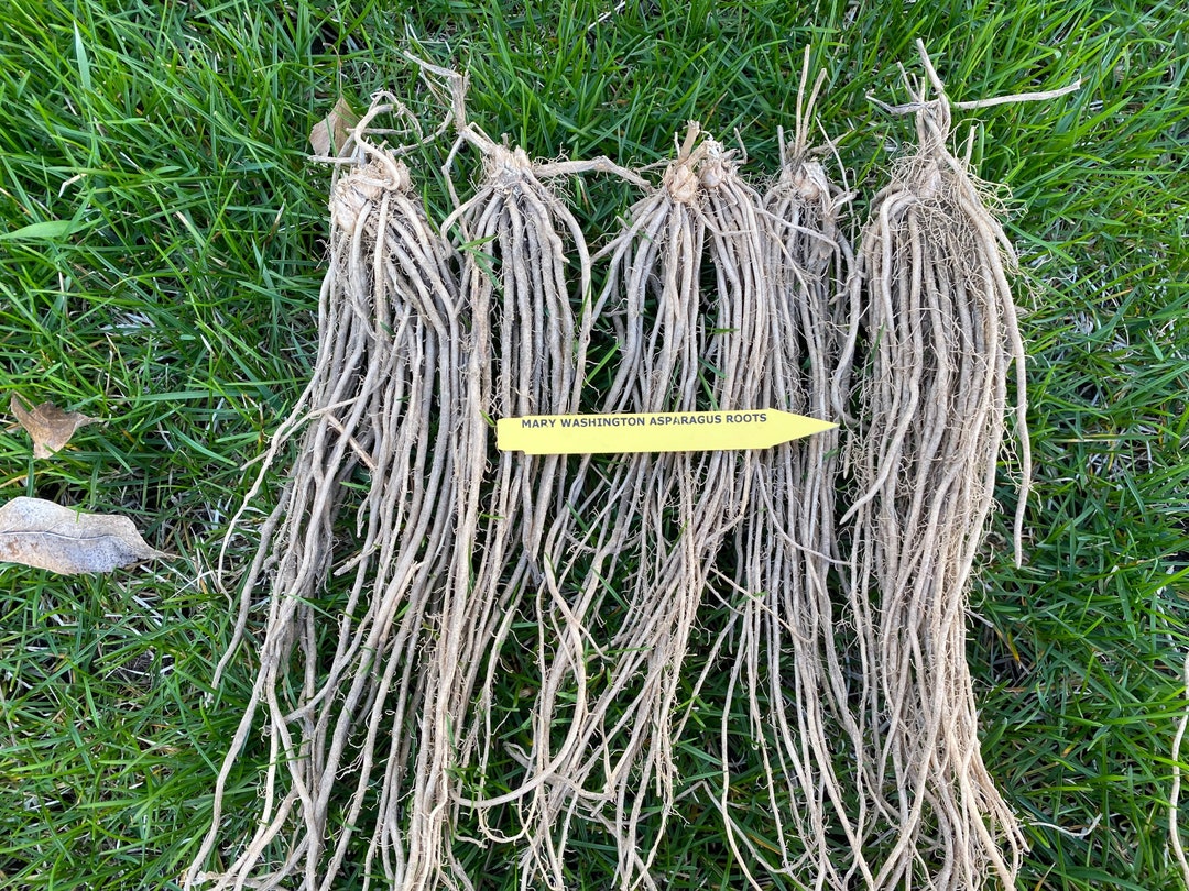 Mary Washington Asparagus Root Crowns root 3 Years - Etsy