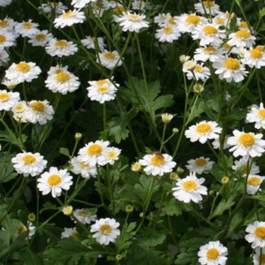 Tanacetum Parthenium Seeds (100+ Seeds) - Etsy