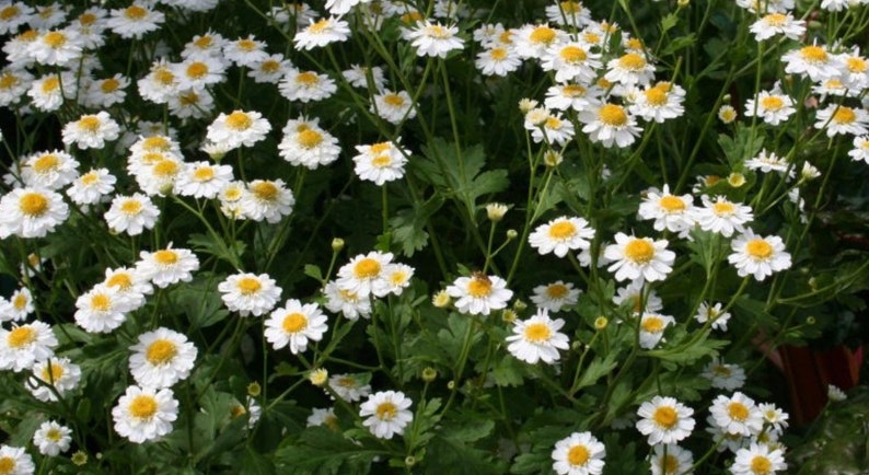 Tanacetum Parthenium Seeds (100+ Seeds) - Etsy