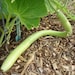 Cucuzzi Culinary Gourd Seeds,italian Snake Gourd - Etsy