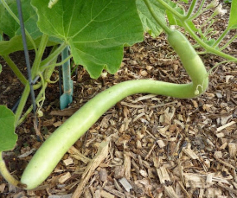 Cucuzzi Culinary Gourd Seeds,italian Snake Gourd - Etsy