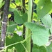 Cucuzzi Culinary Gourd Seeds,italian Snake Gourd - Etsy