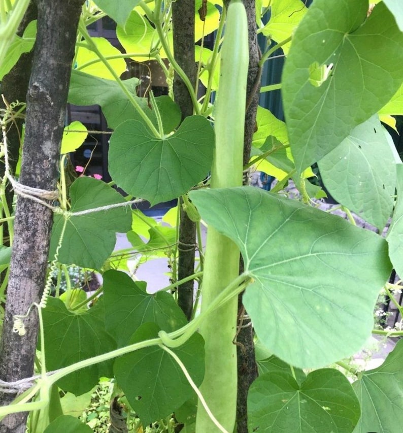 Cucuzzi Culinary Gourd Seeds,italian Snake Gourd - Etsy