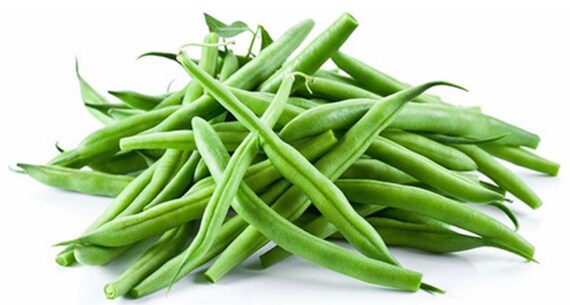 Burpee Stringless Green Pod Bean Seed - Etsy