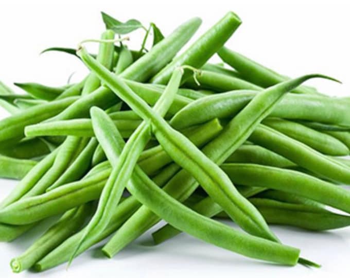 Burpee Stringless Green Pod Bean Seed - Etsy